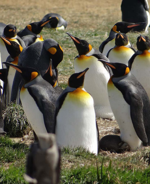 Experience Patagonia - DAP Airlines